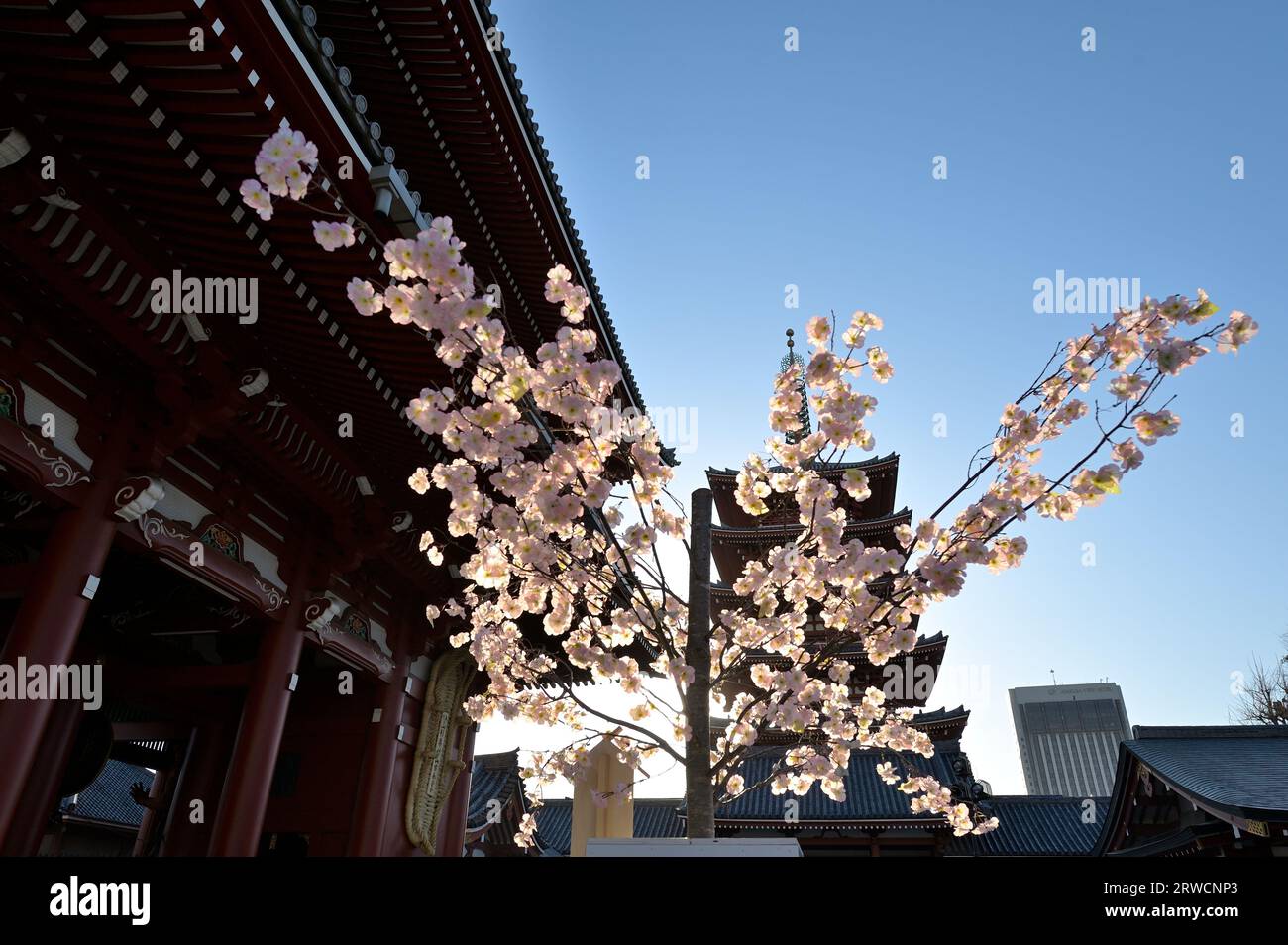 The scenic precinct of the Sensoji Temple in Asakusa during the cherry ...