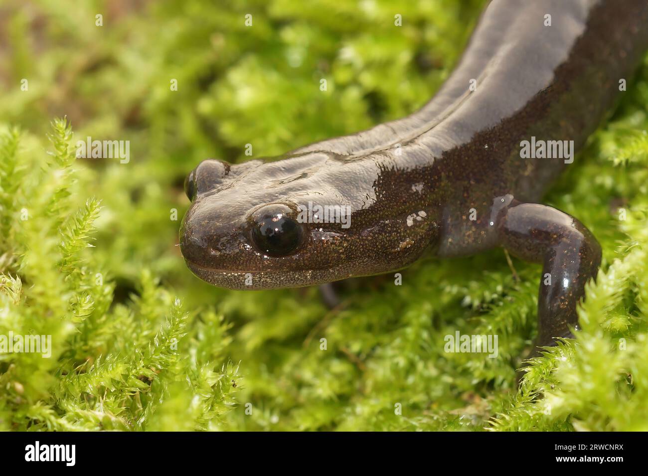 Closeup on a juvenile Japanese endemic Hokkaido salamander, Hynbobius ...