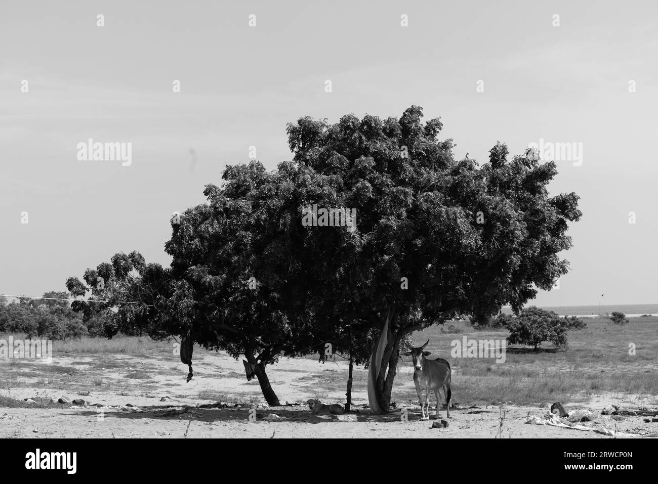 A dog and a donkey stand under a big tree in India Stock Photo - Alamy