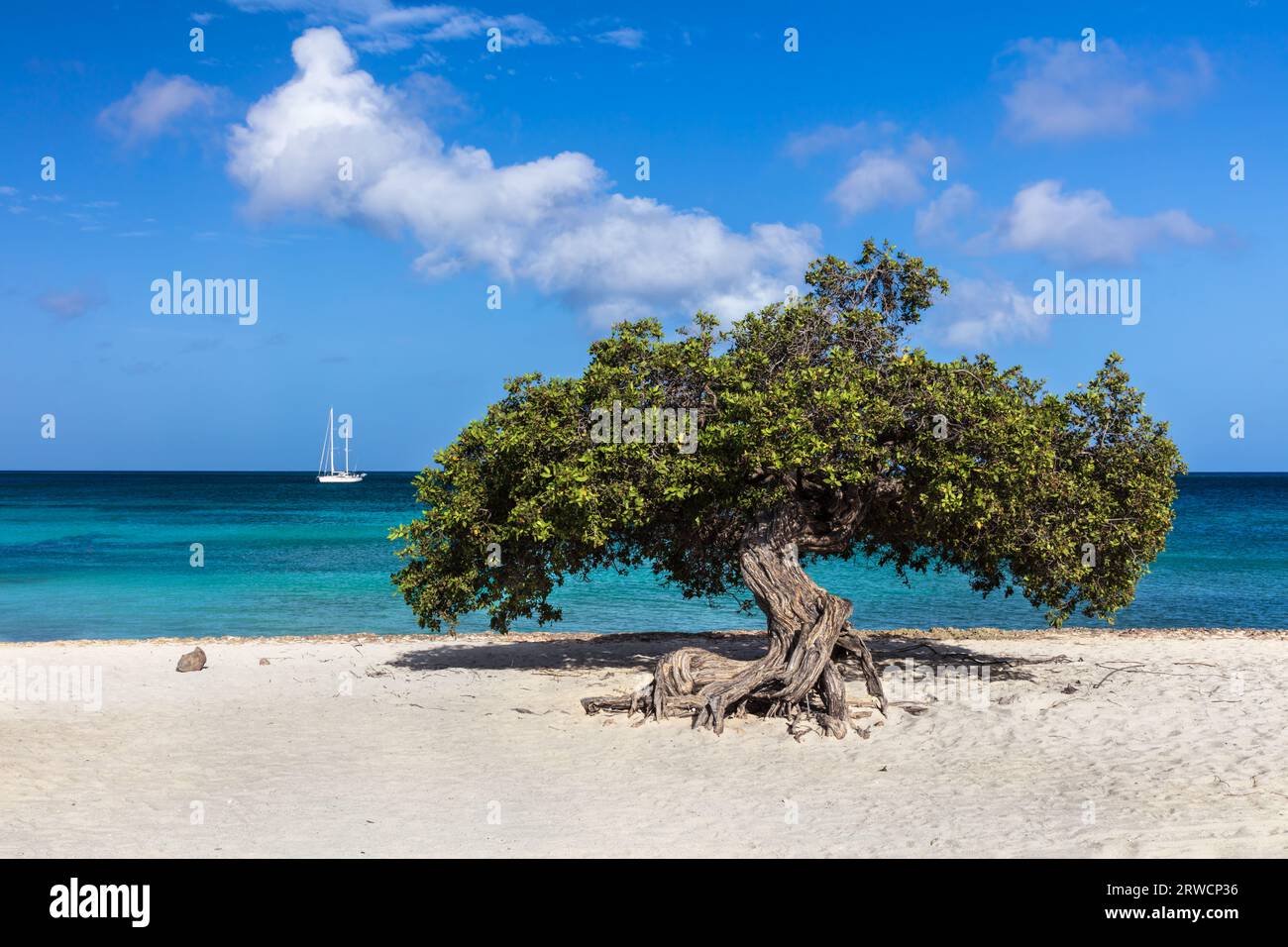Famous Fofoti tree (Conocarpus erectus) on Eagle Beach in Aruba. Vivid ...
