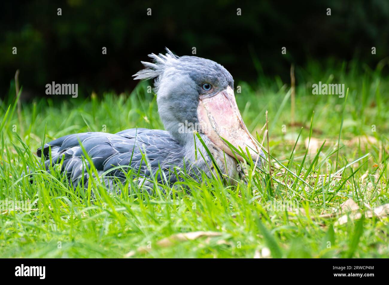 Shoebill stork flying hi-res stock photography and images - Alamy