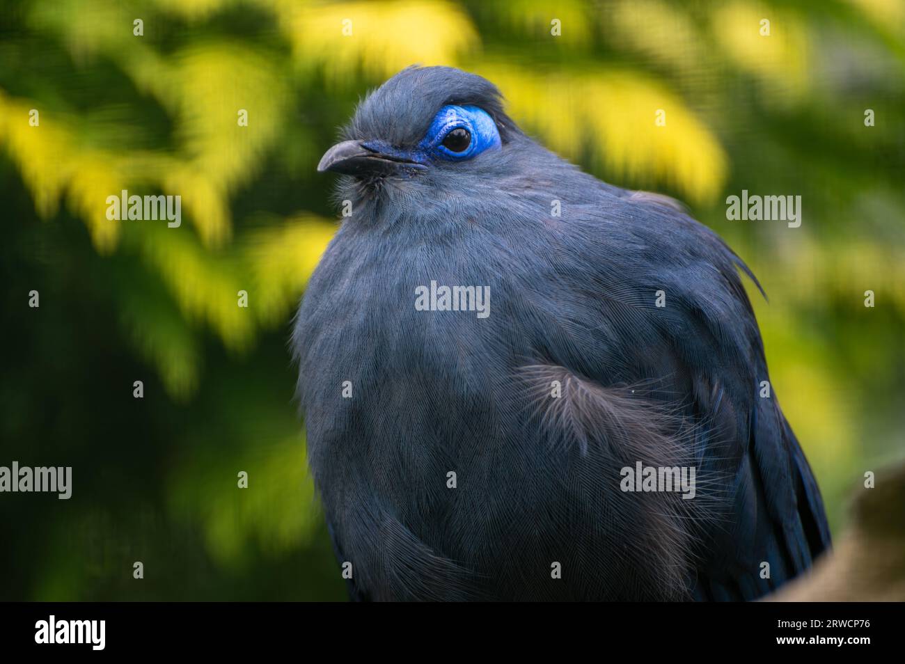 The beautiful blue silk cuckoo sits on a branch Stock Photo - Alamy