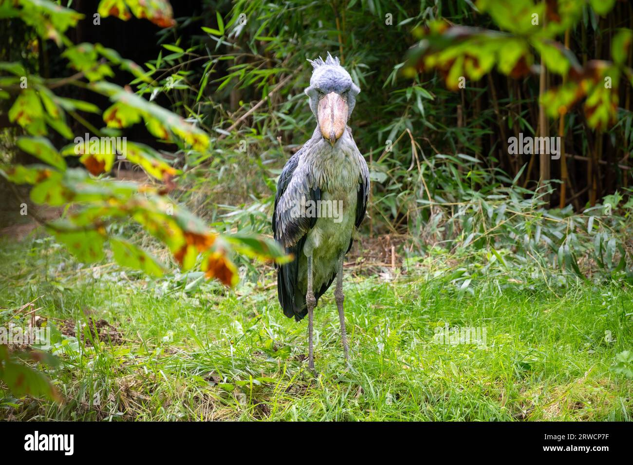 Shoebill flying africa hi-res stock photography and images - Alamy