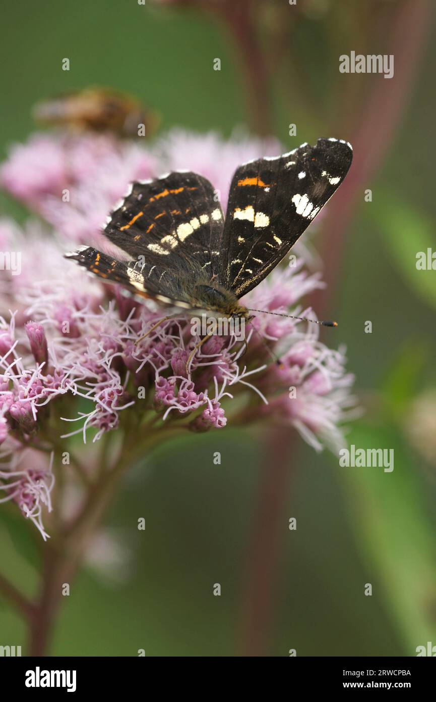 Sumer map hi-res stock photography and images - Alamy