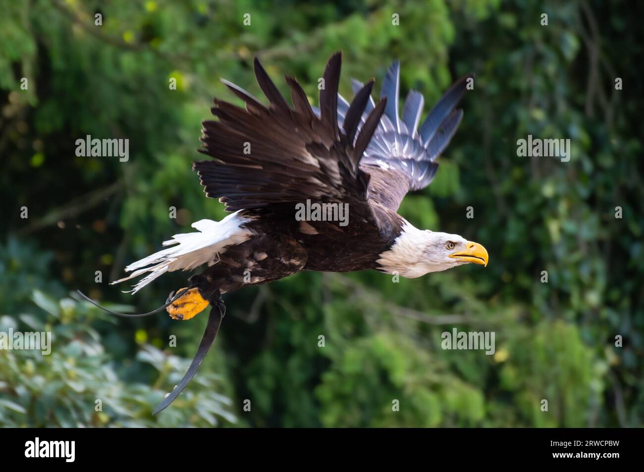 American National Symbol Bald Eagle with Wings Spread on an Air show ...