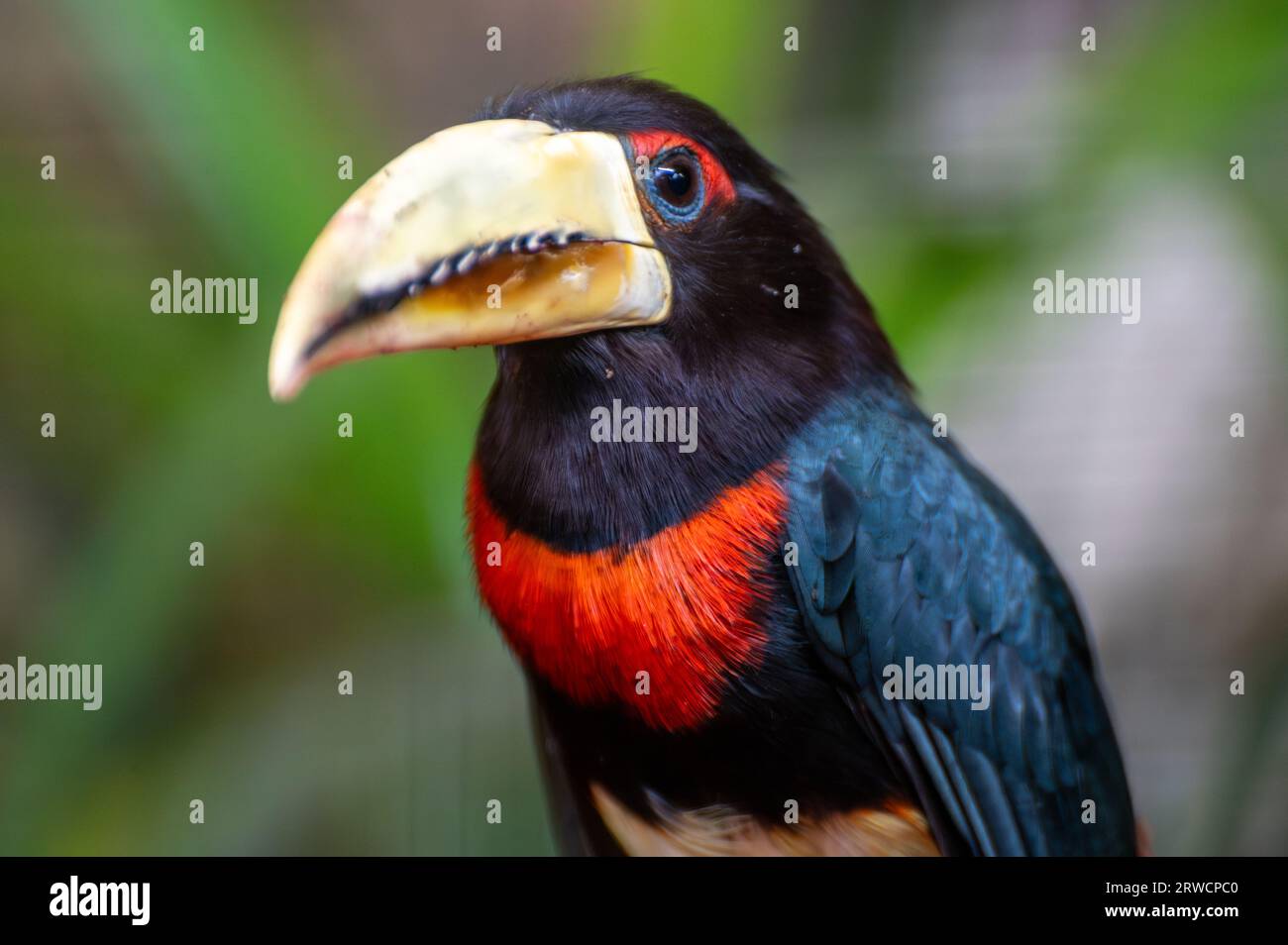 The ivory-billed aracar,red-necked aracari, Pteroglossus azara Stock ...