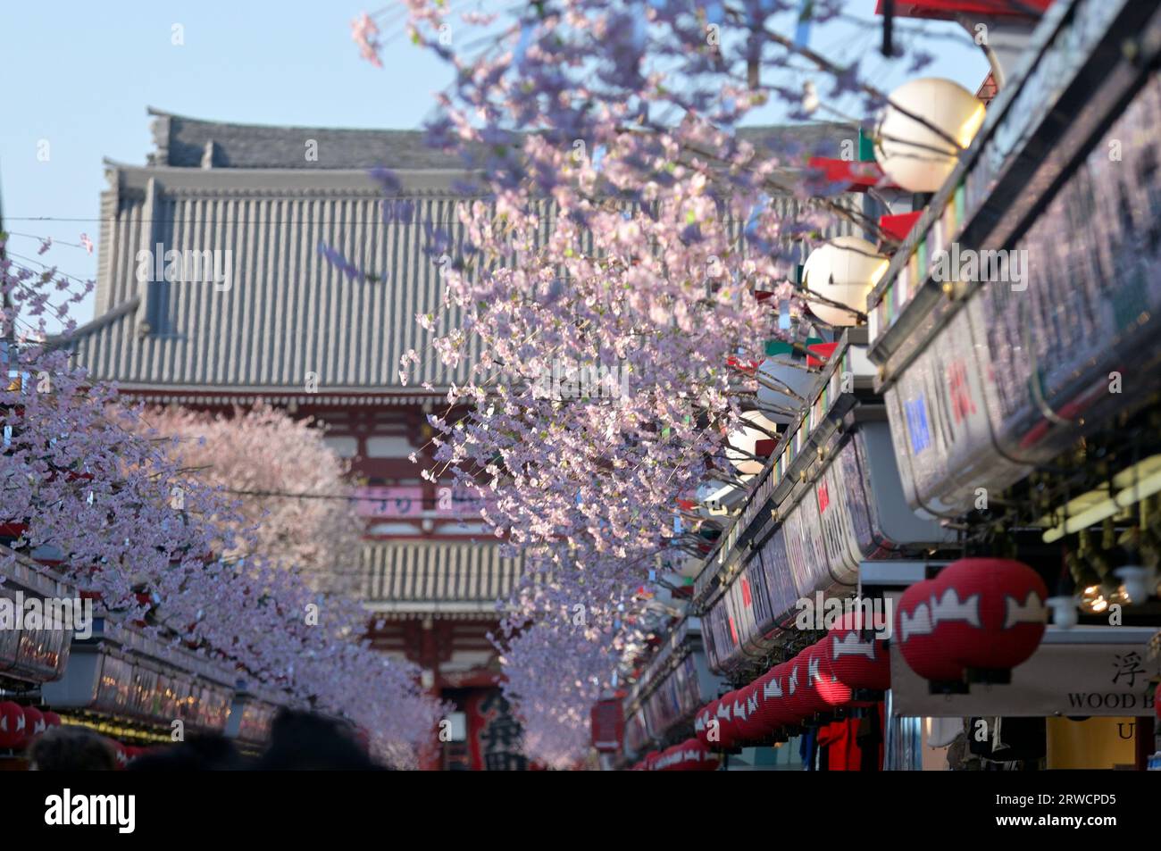 The scenic precinct of the Sensoji Temple in Asakusa during the cherry ...
