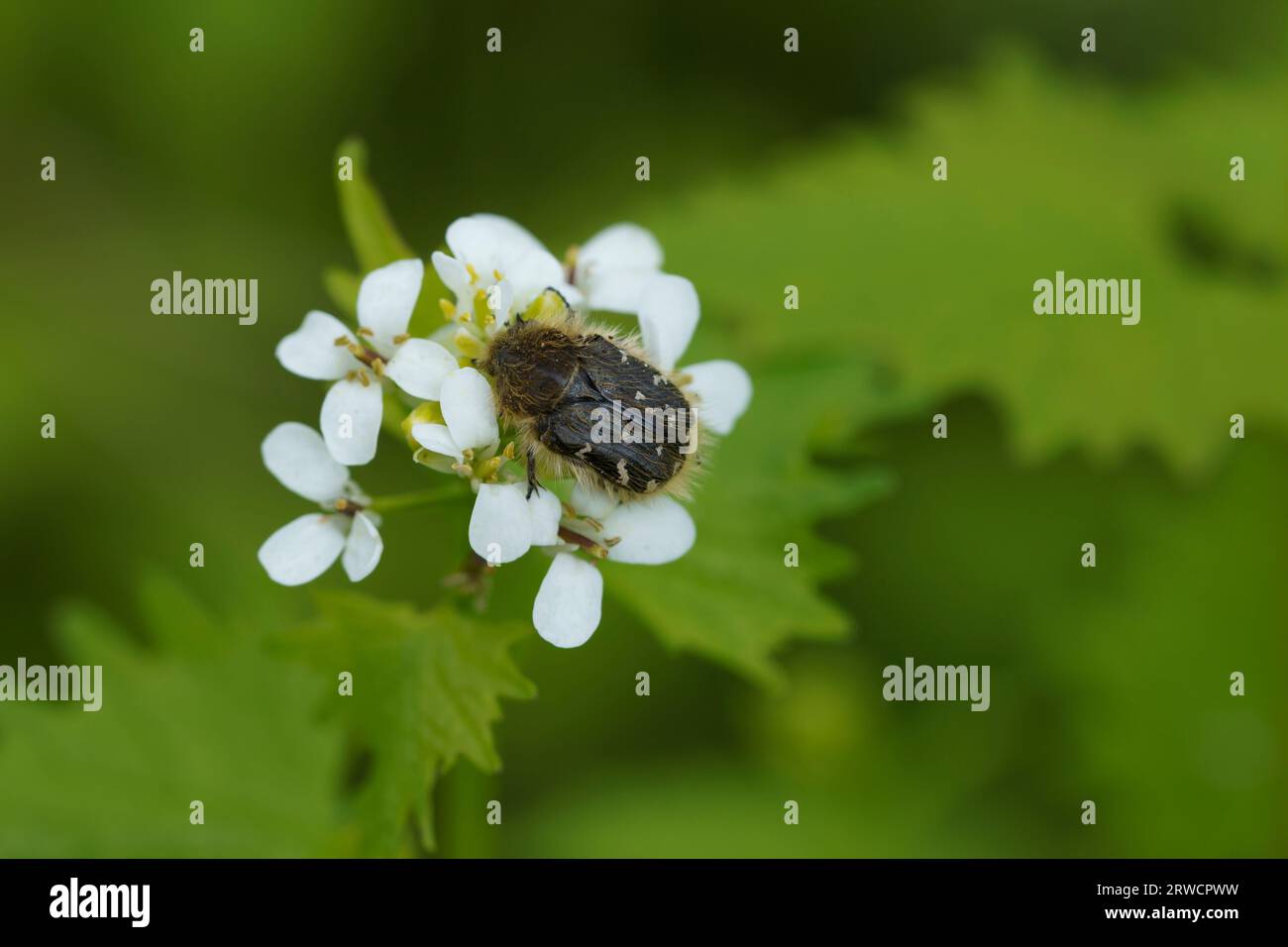 Epicometis hirta Tropinota hirta Family Cetoniidae Genus Epicometis ...