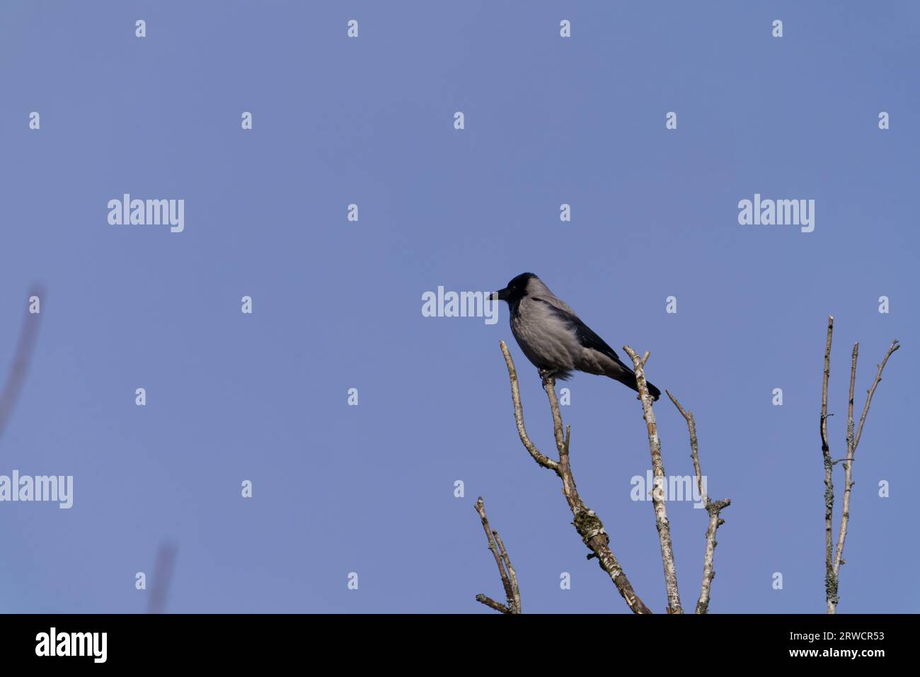 Corvus corone Family Corvidae Genus Corvus Carrion crow Hooded crow ...