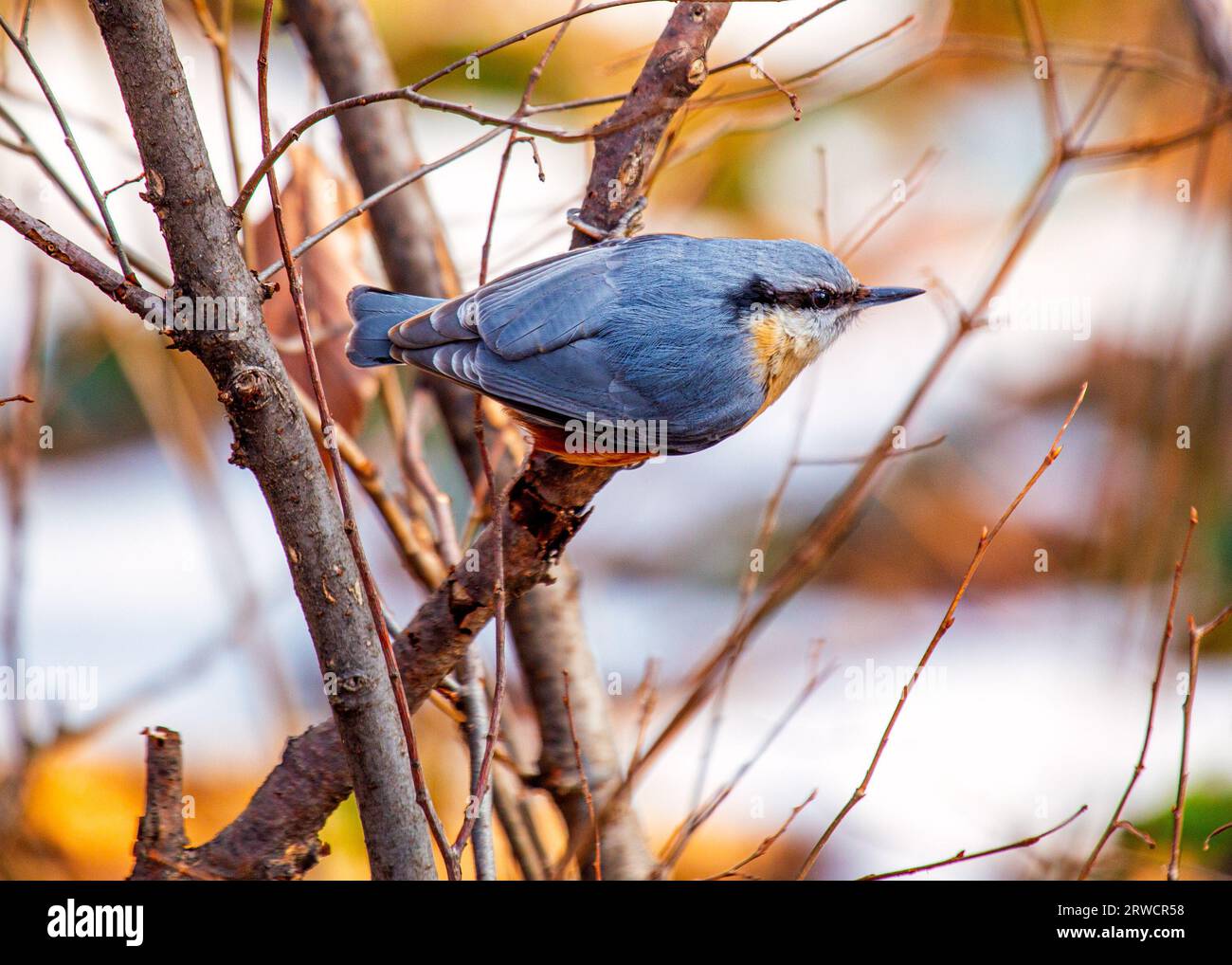 The European Nuthatch, Sitta europaea, a charming woodland bird ...
