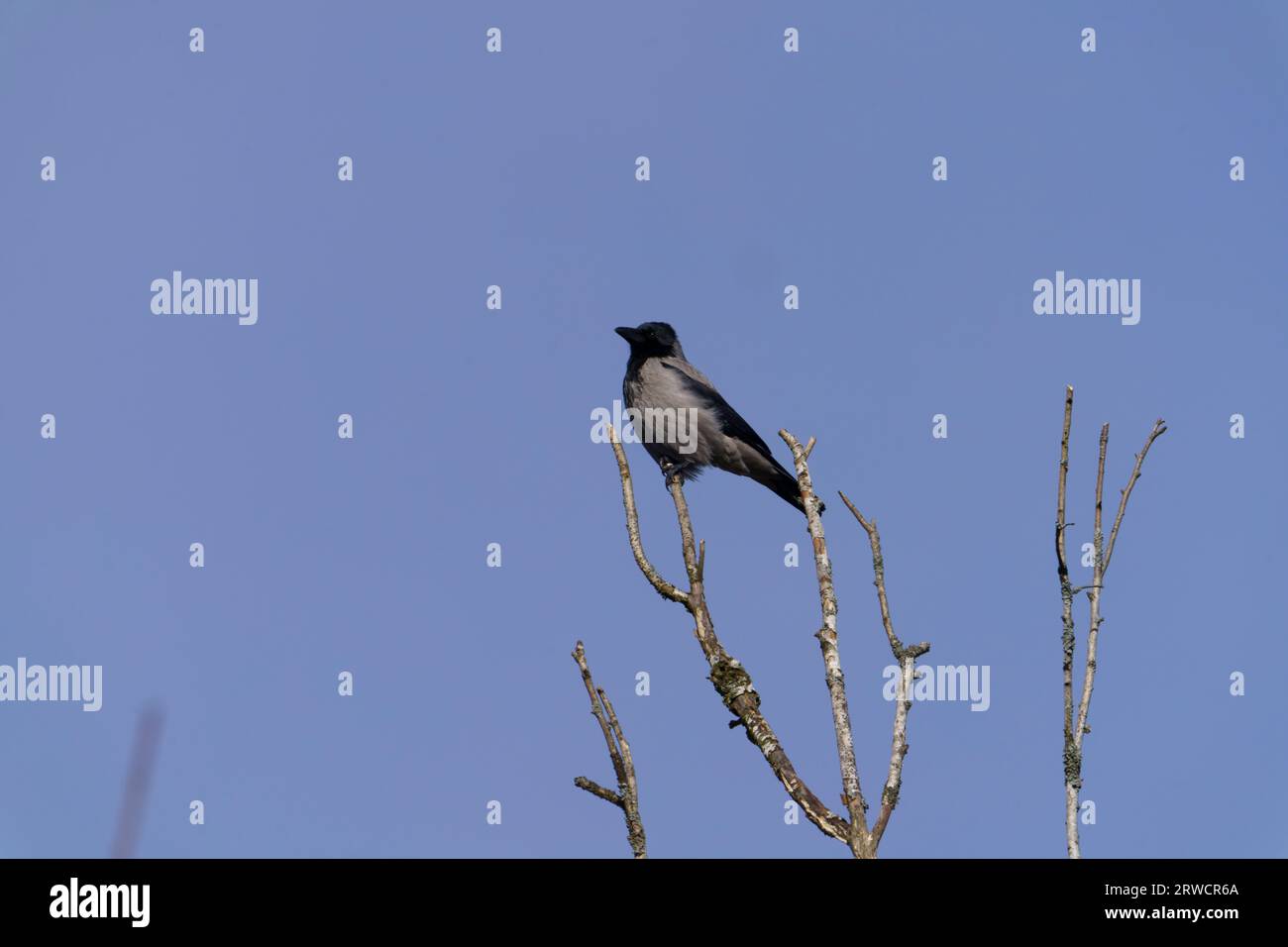 Corvus corone Family Corvidae Genus Corvus Carrion crow Hooded crow ...