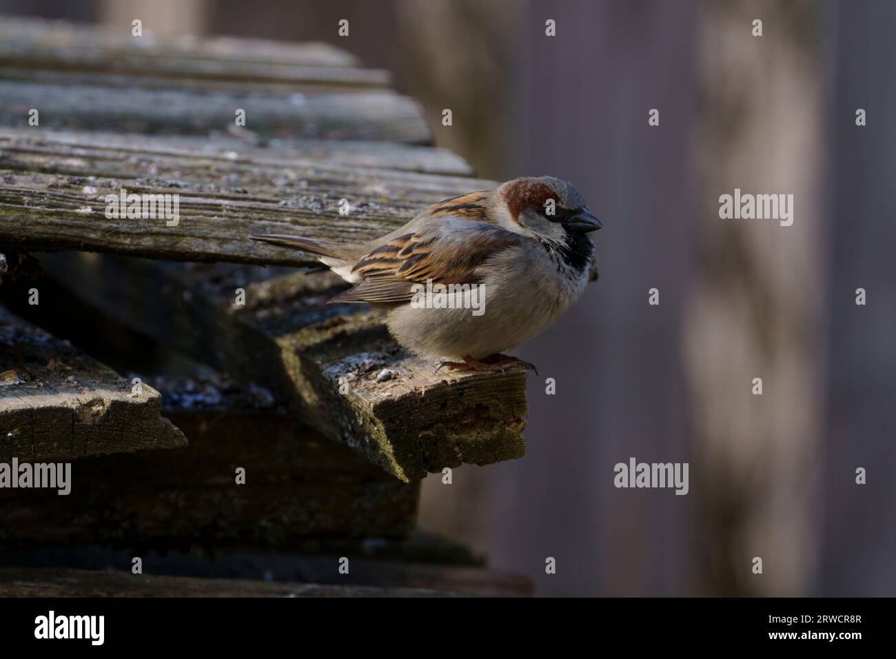 Gorgeous Passer domesticus Family Passeridae Genus Passer House sparrow ...