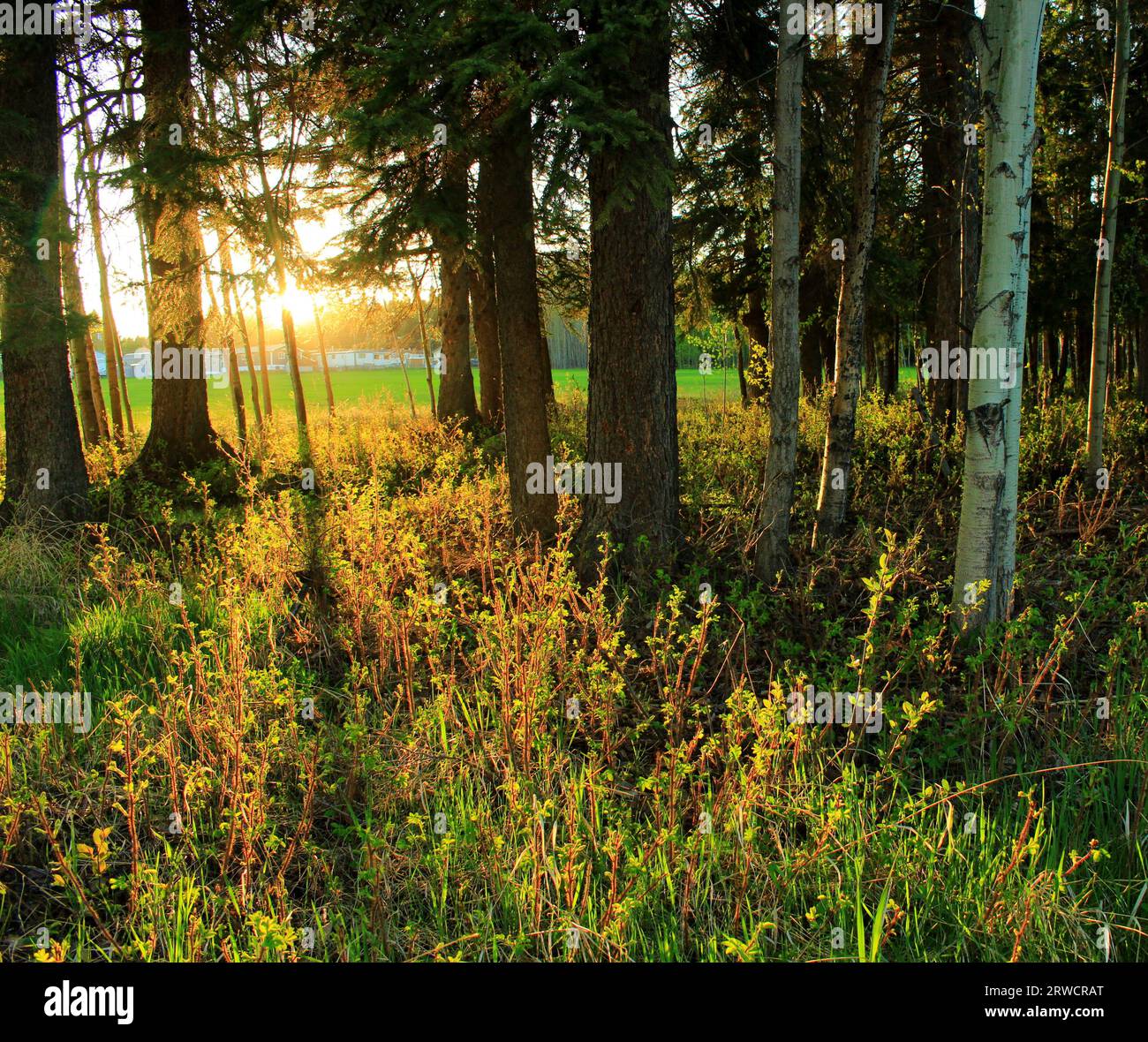 Edson alberta canada hi-res stock photography and images - Alamy