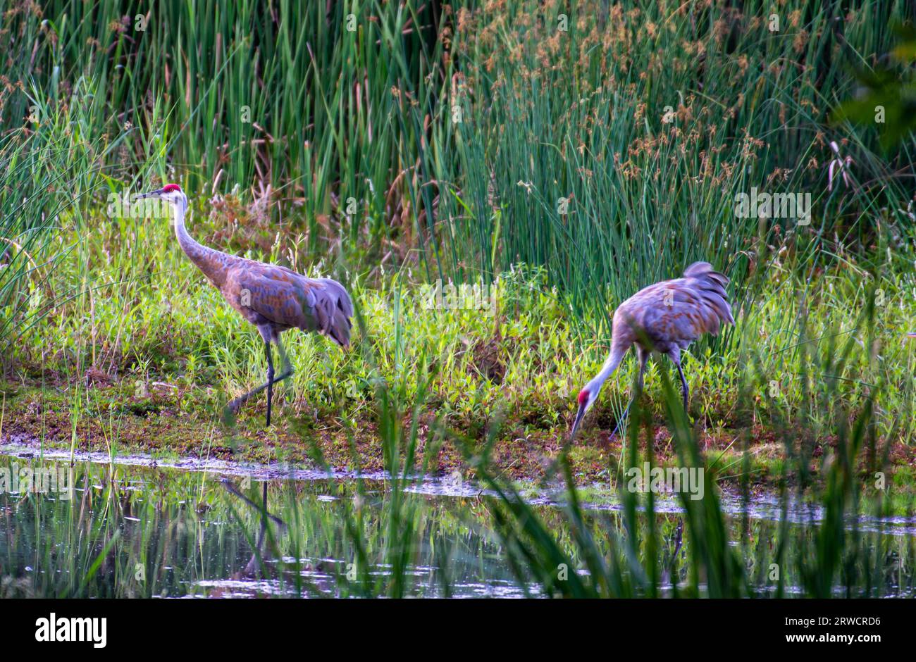 Beautiful Sandhill Crane in South Michigan USA Stock Photo - Alamy