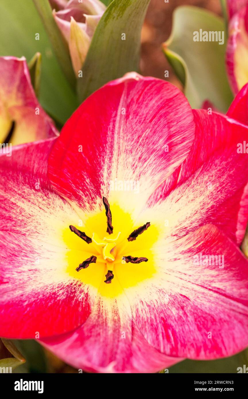 Close up of open tulipa Flaming Purissima a pink and white single early spring flowering tulip ...