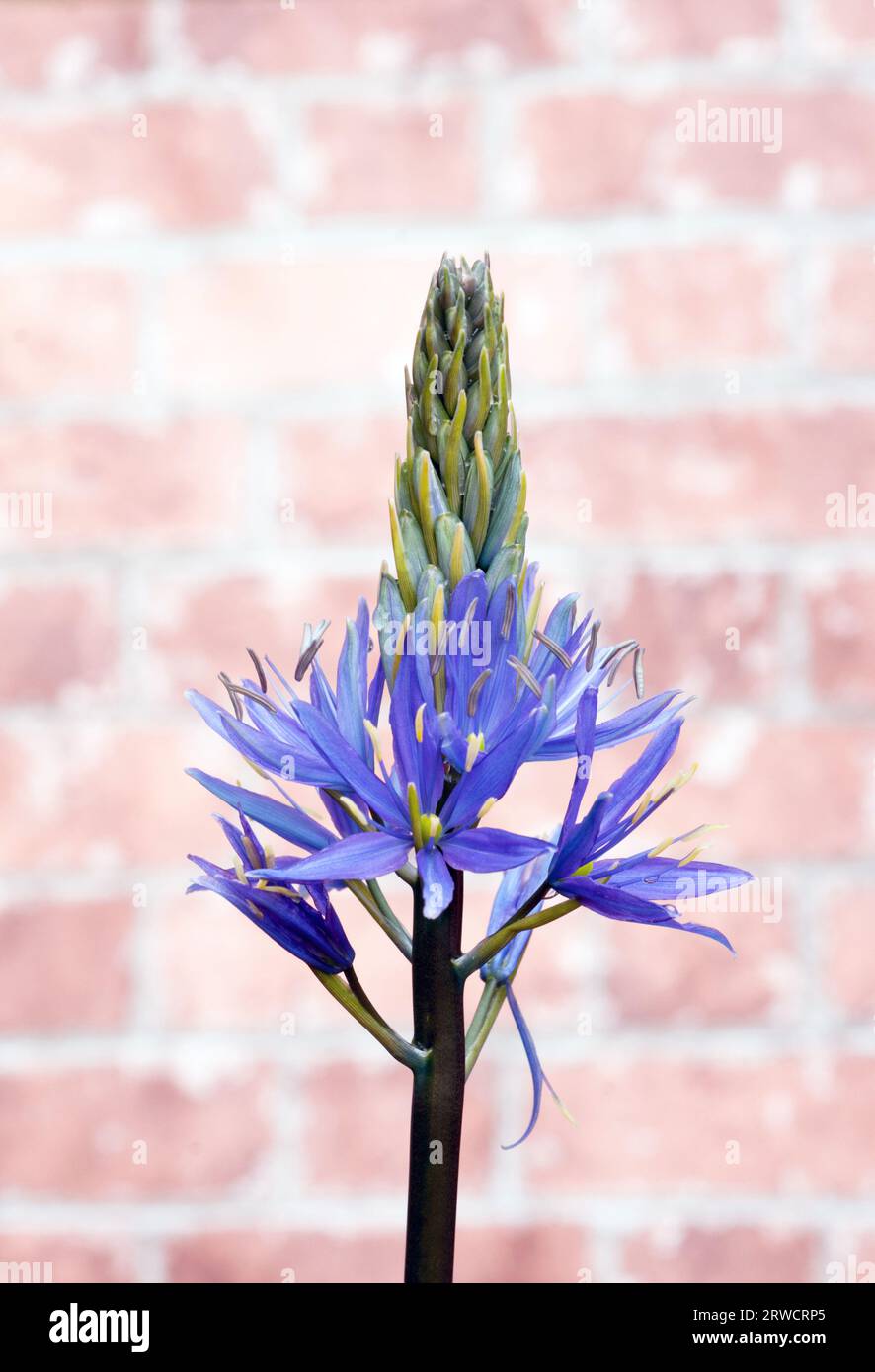 Camassia leichtlinii caerulea Blue Danube with flower head breaking ...
