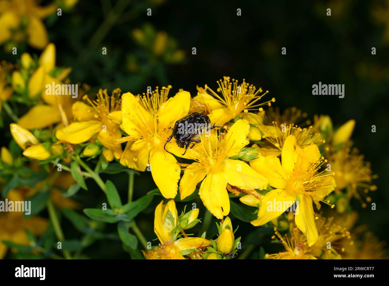 Oxythyrea funesta Family Cetoniidae Genus Oxythyrea White spotted rose ...