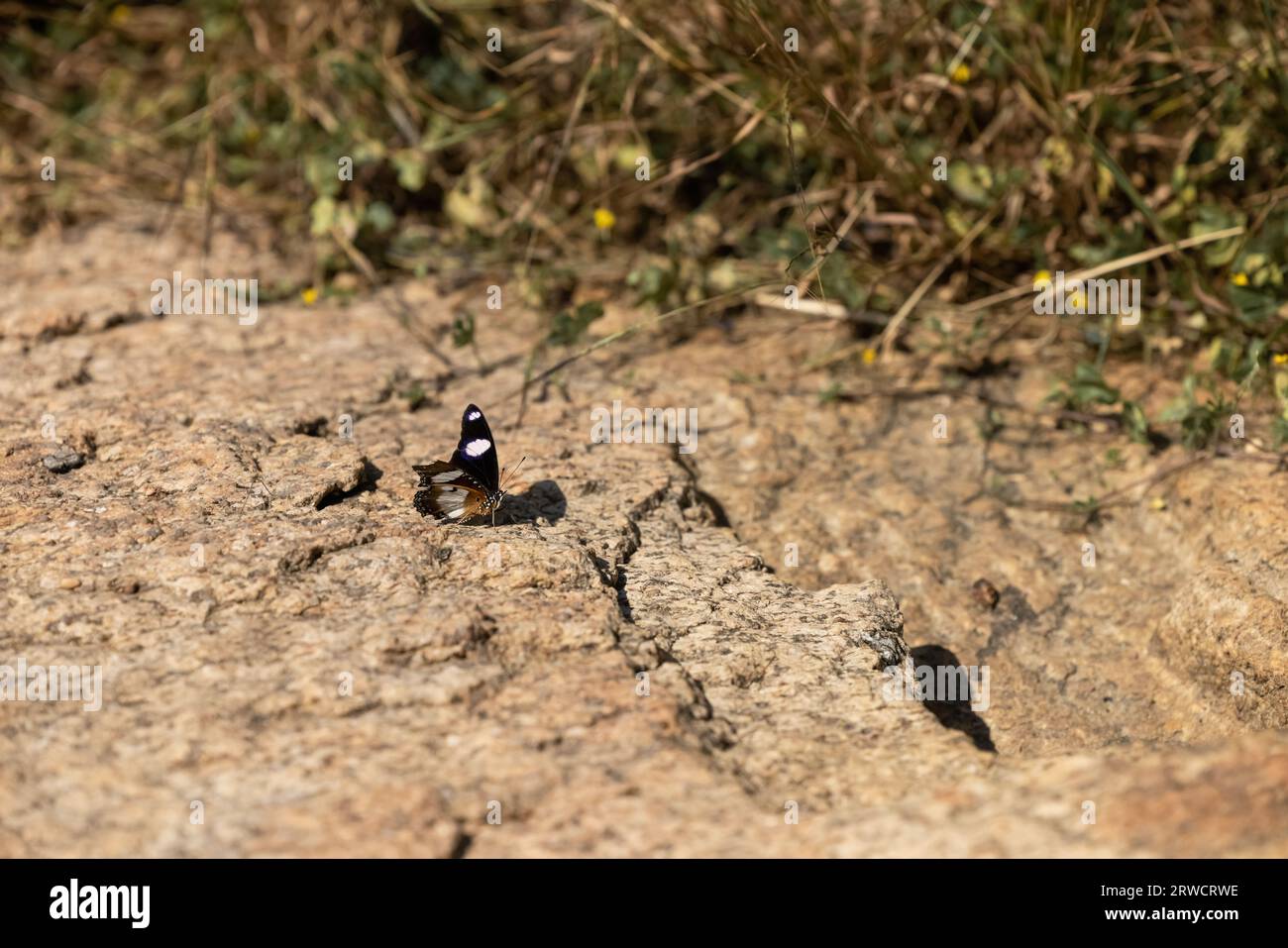 Rare to see mountain ringlet butterfly hi-res stock photography and ...