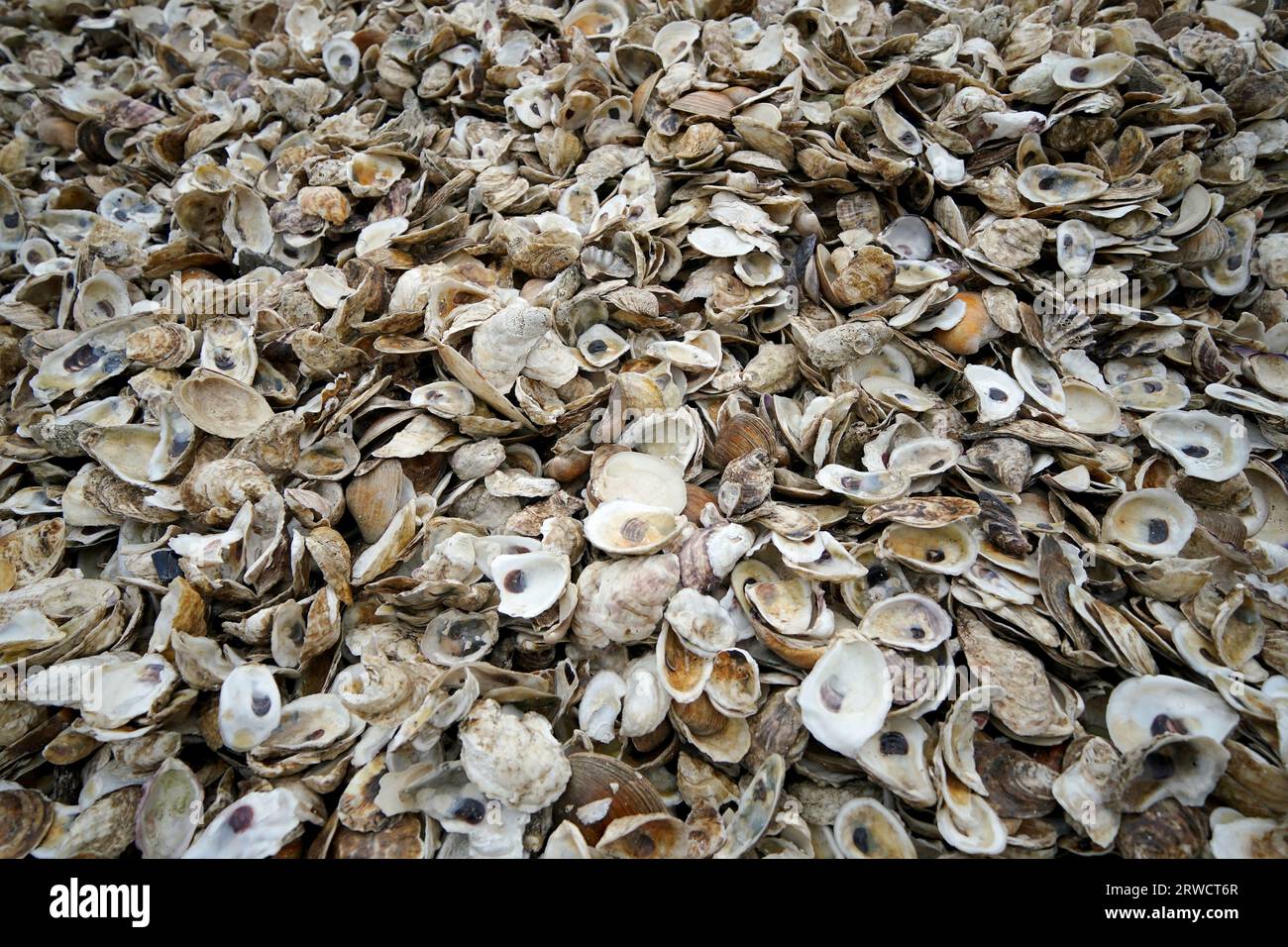 A close up of a shell pile which is part of the Billion Oyster Project ...