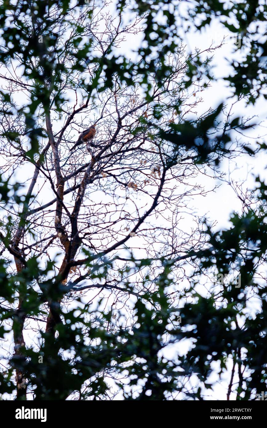 american robin sitting in a tree, rock canyon, utah Stock Photo - Alamy