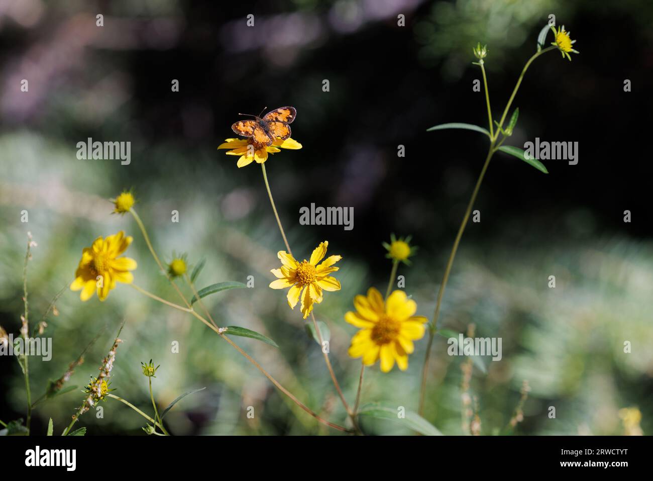 orange butterfly perched on canadian hawkweed, rock canyon, utah Stock ...