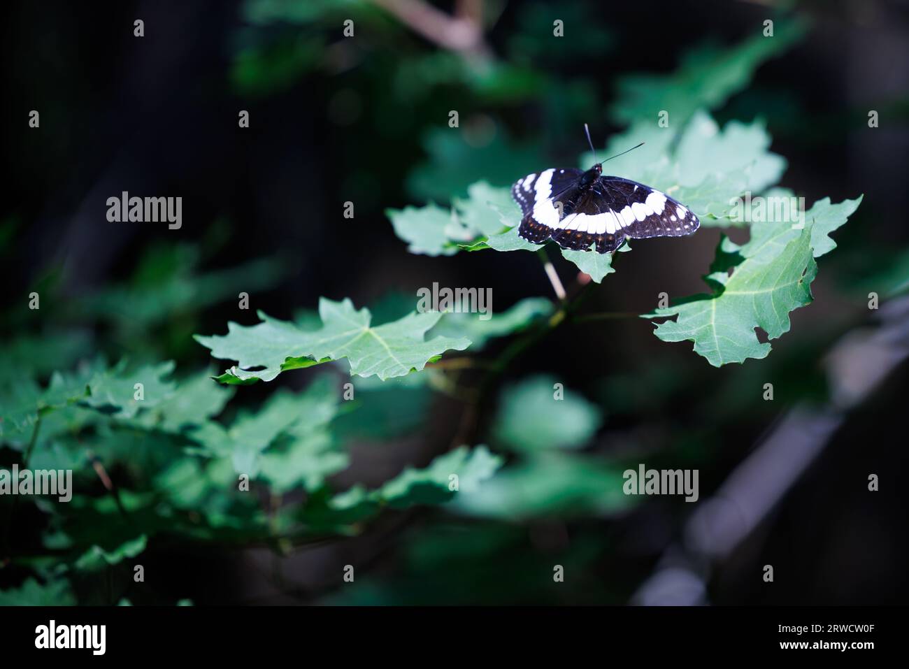 weidemeyer's admiral butterfly sitting on a maple leaf in the sun Stock ...