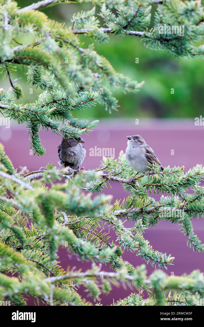 Birds argue hi-res stock photography and images - Alamy