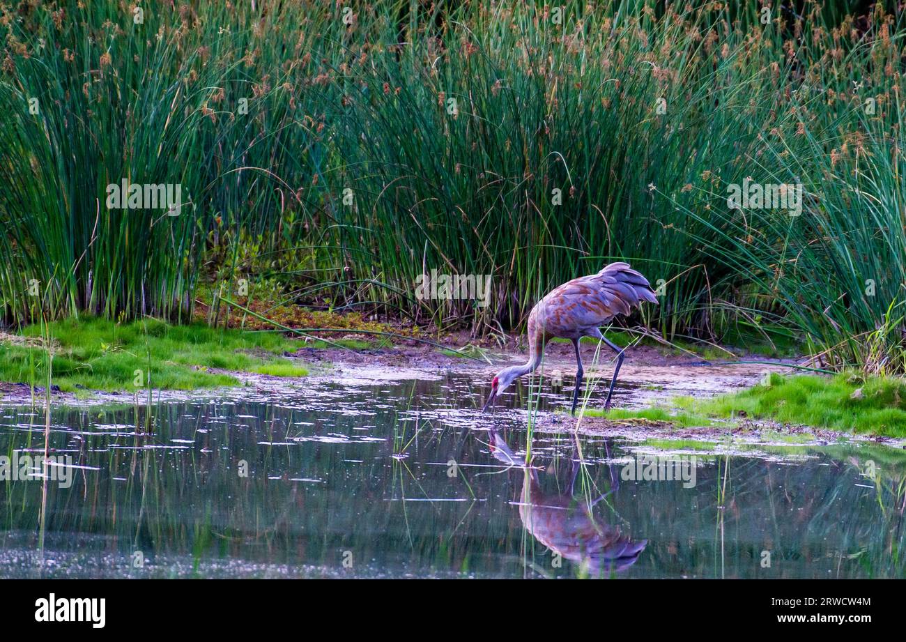 Sandhill crane standing in water hi-res stock photography and images ...