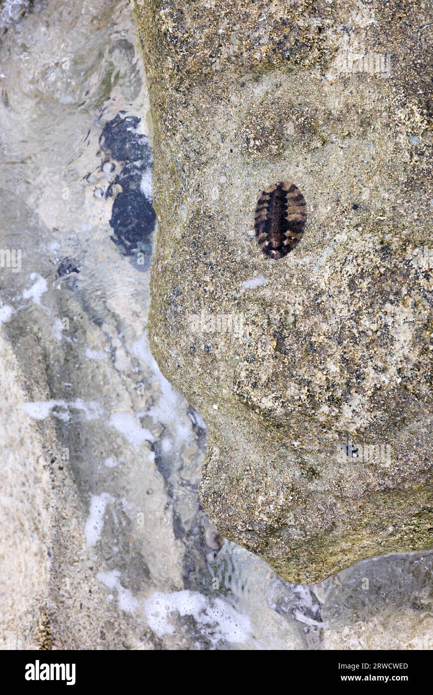 crustacean on beach rock fiji Stock Photo - Alamy