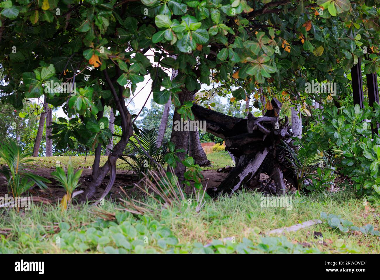 Tropical forest in fiji hi-res stock photography and images - Alamy