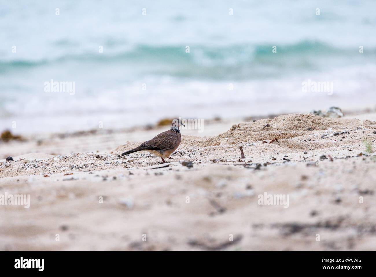 Avian crossing hi-res stock photography and images - Alamy