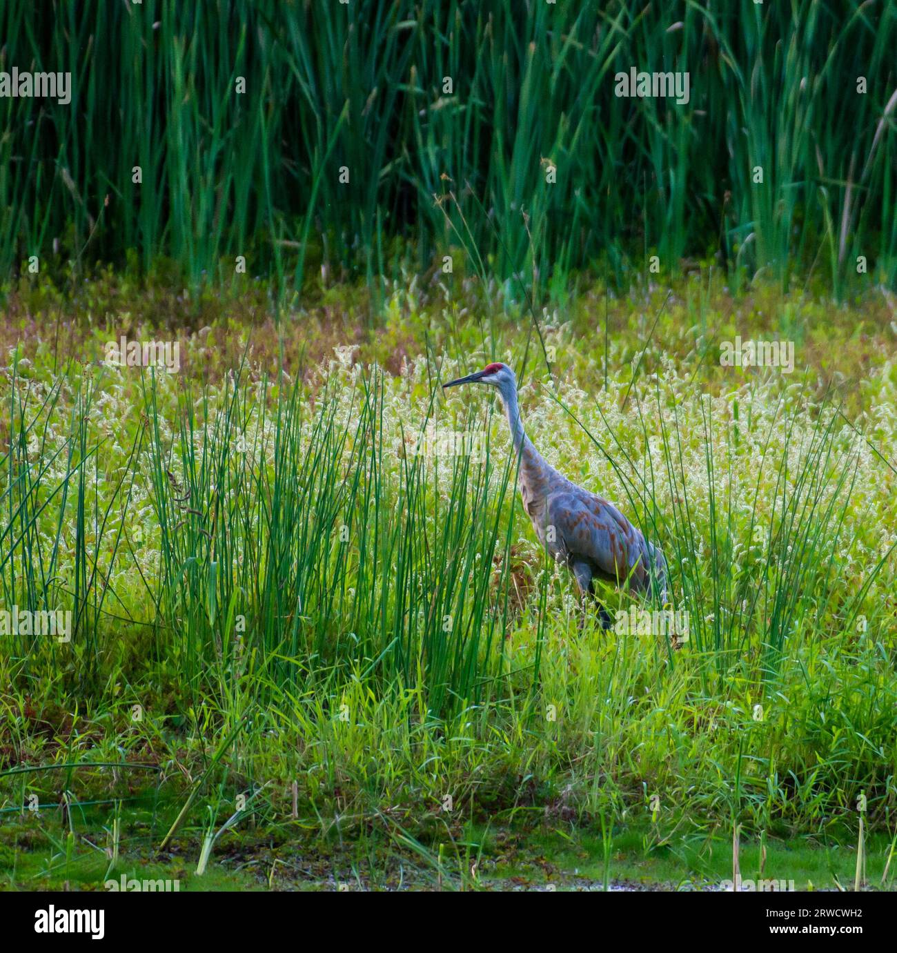 Sandhill crane standing in water hi-res stock photography and images ...