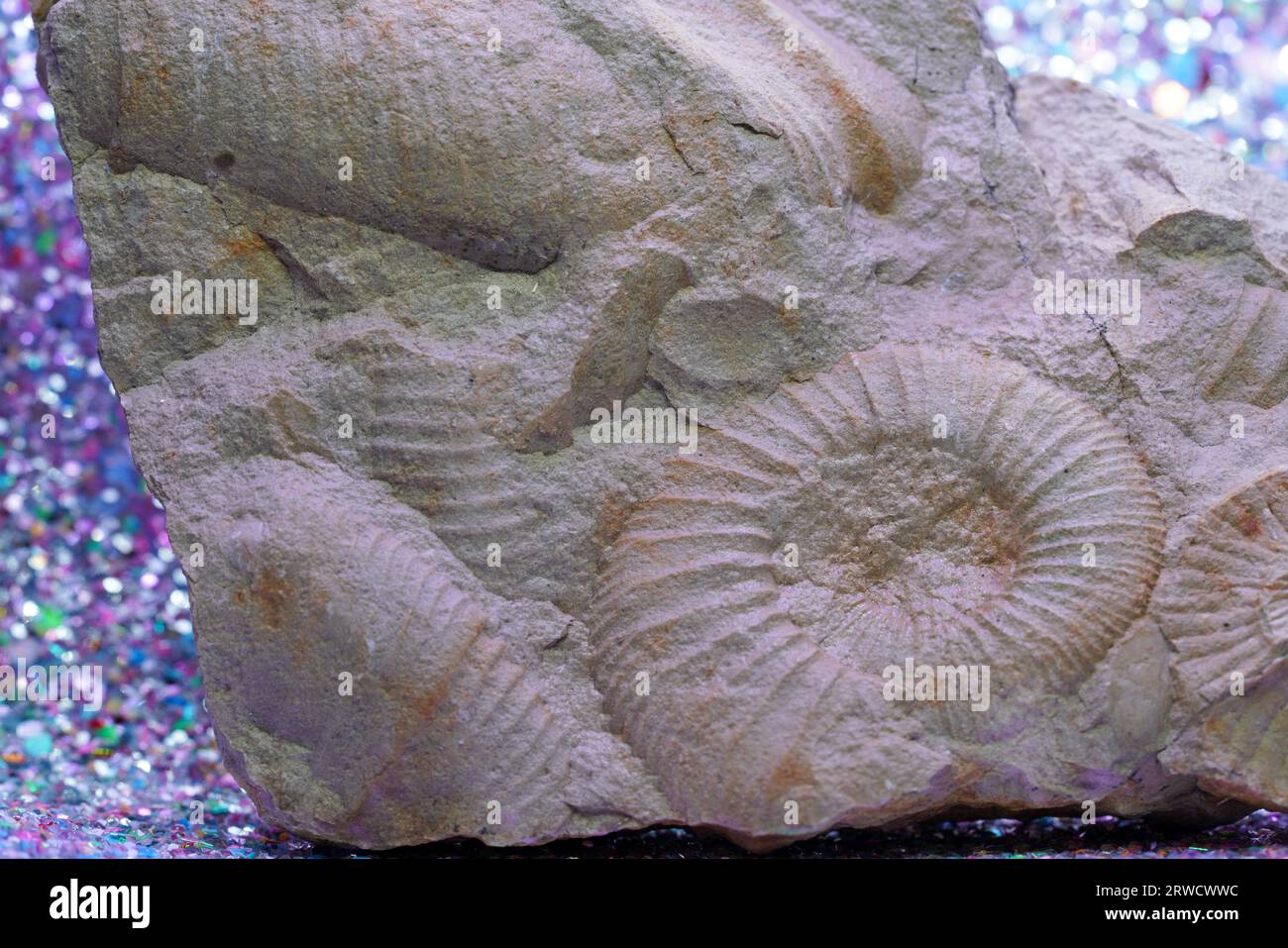 Ammonite is a fossil of a squid, photographed in close-up in the studio ...
