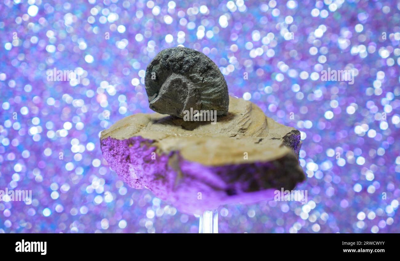 Ammonite is a fossil of a squid, photographed in close-up in the studio ...