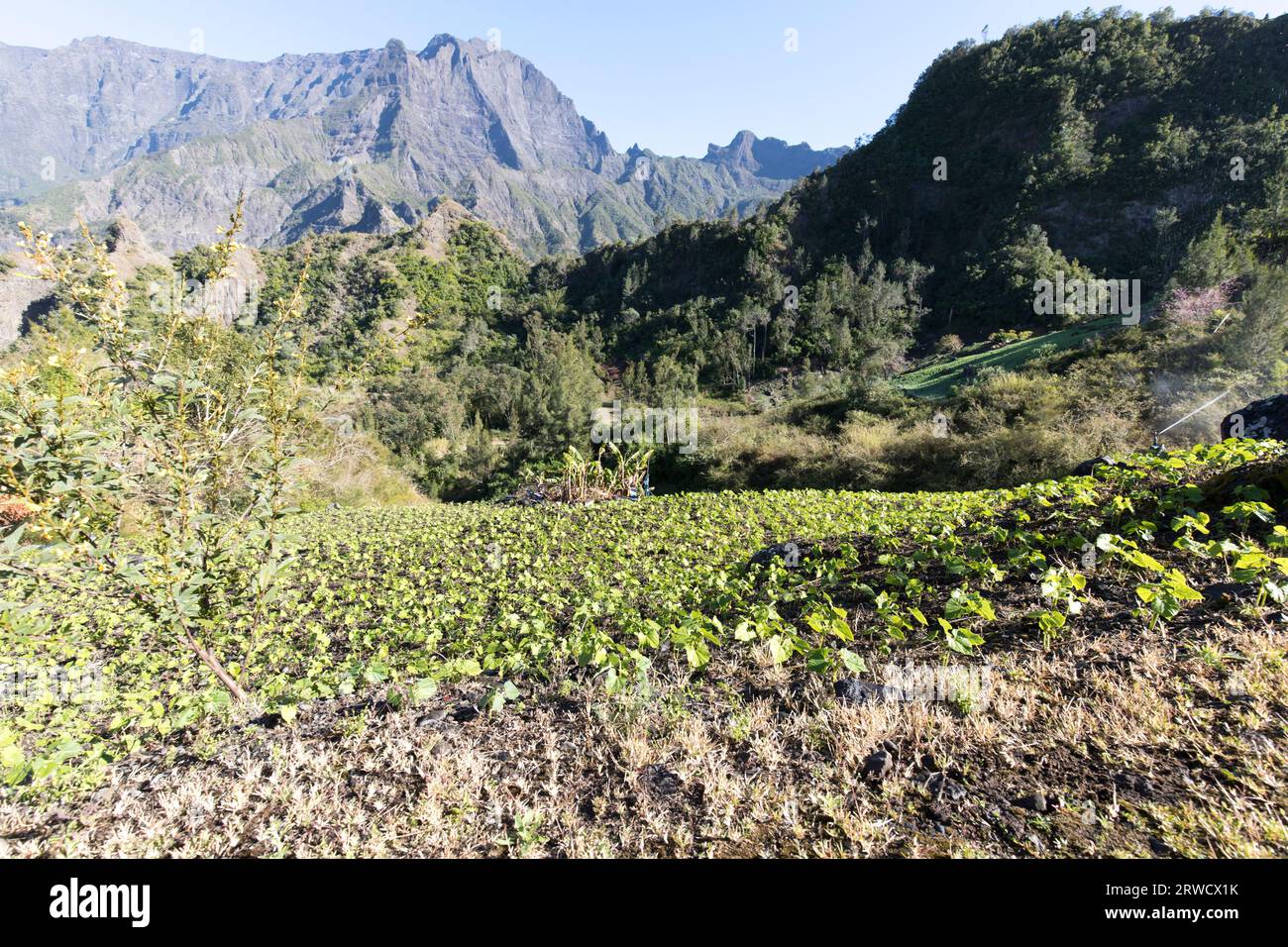 View of a beans field in La Reunion, France Stock Photo - Alamy