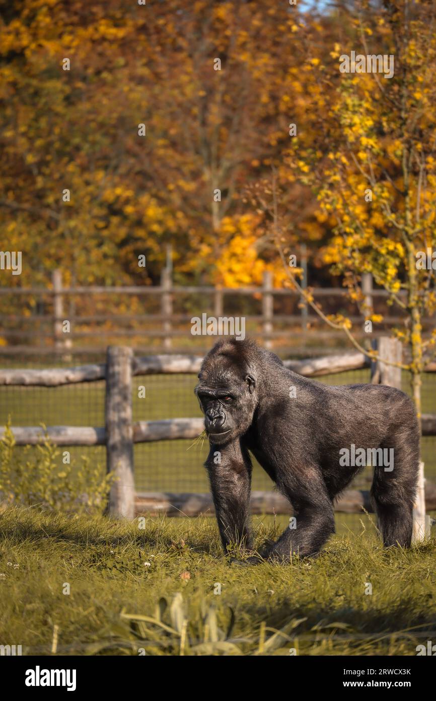 Western Lowland Gorilla Stands on Grass in Autumn Zoo. Vertical ...
