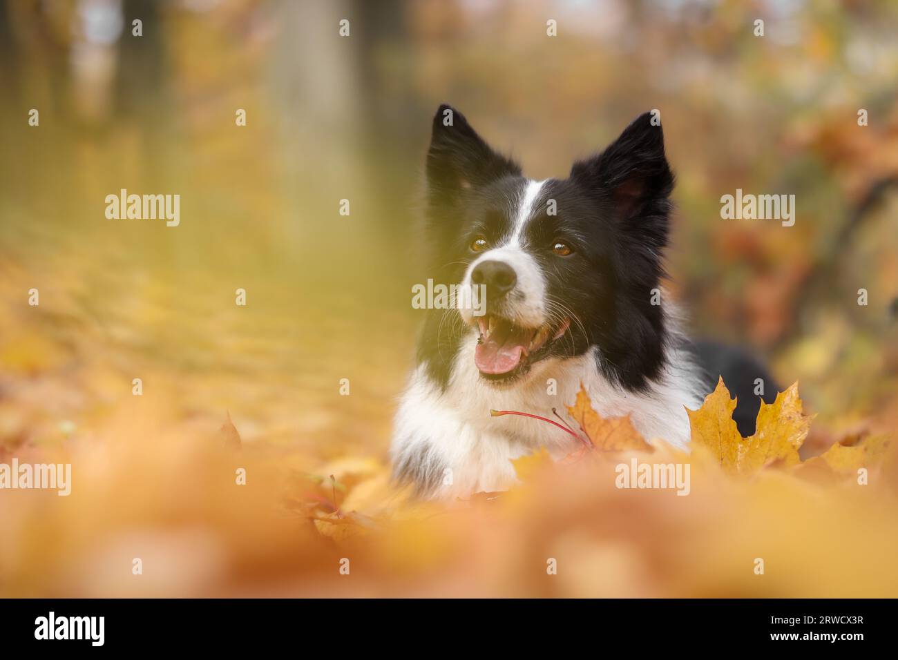 Border collie autumn fall hi-res stock photography and images - Alamy