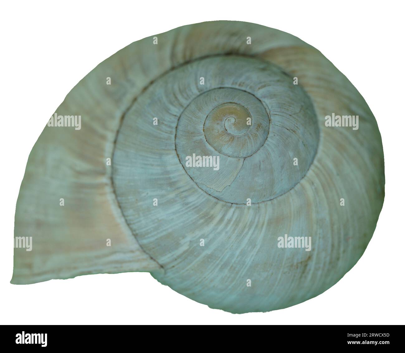 Sea shell isolated on white background. Clipping path included for easy ...