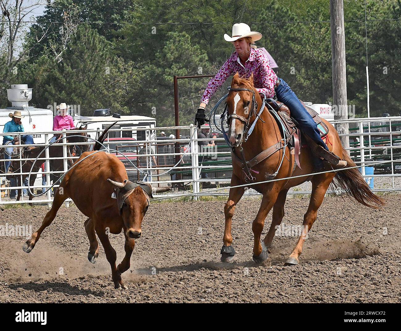 Team roping calf rodeo hi-res stock photography and images - Alamy