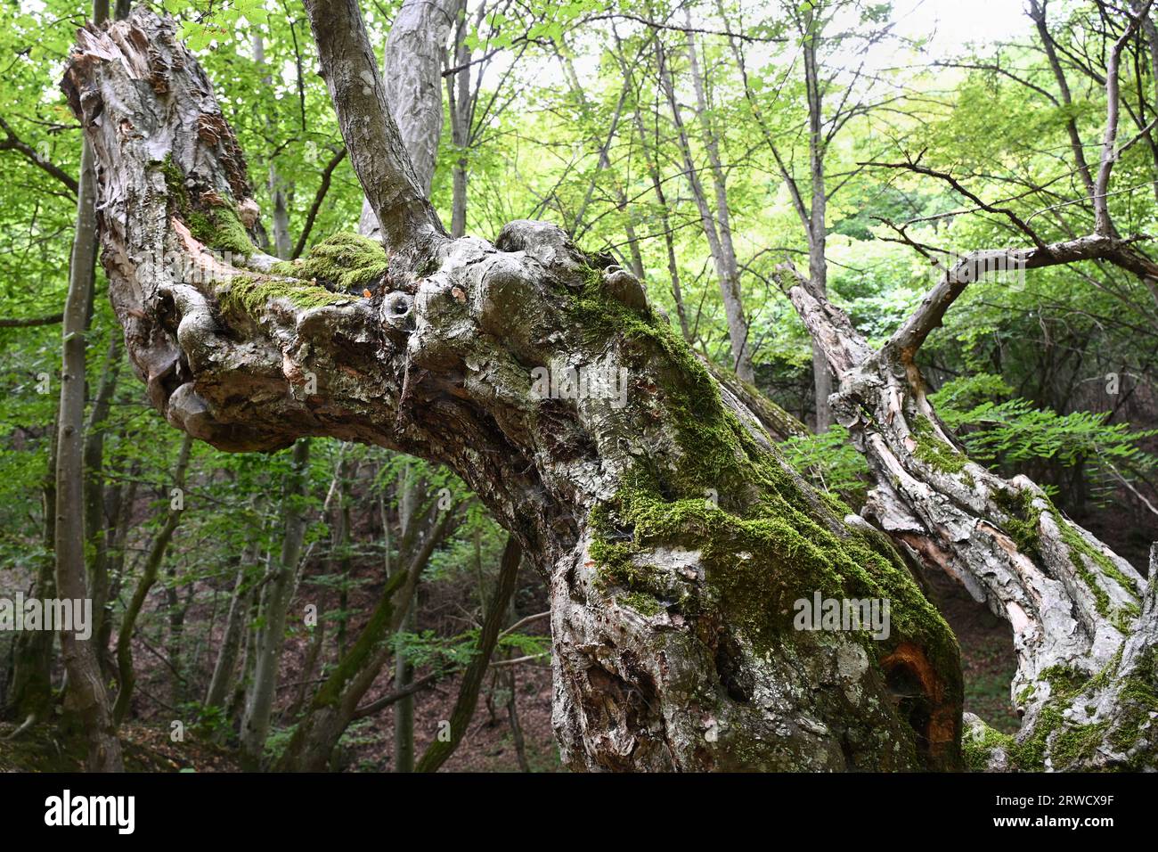 Ancient gnarled tree covered in moss in a dense forest in Hungary Stock ...