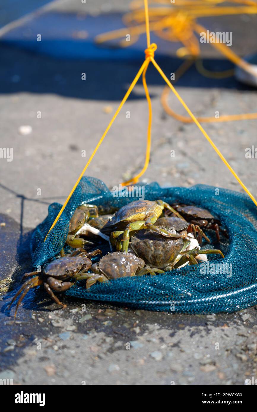 Drop net hi-res stock photography and images - Alamy