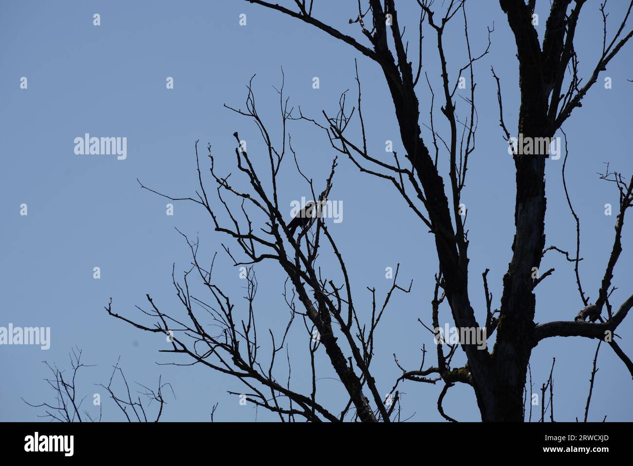 The surface of an old swamp covered with duckweed and algae, dead trees ...