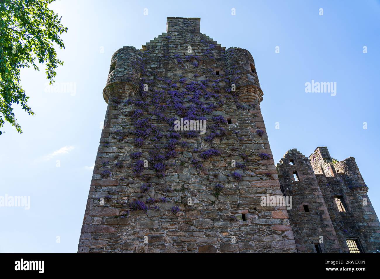 Purple heather growing on the wall of Kirkudbright castle Stock Photo ...