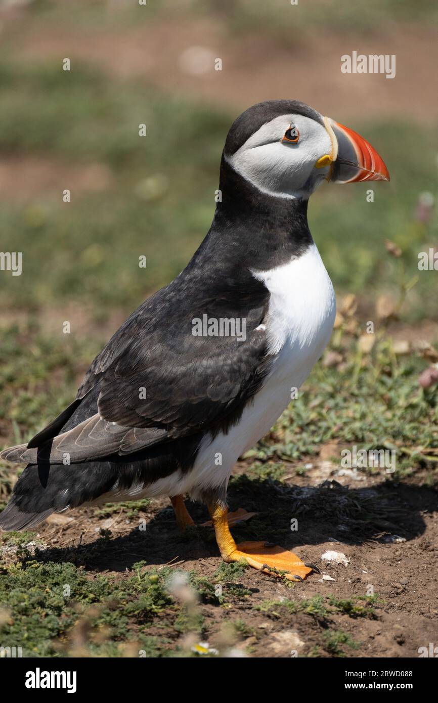 Puffin breeding colony hi-res stock photography and images - Alamy