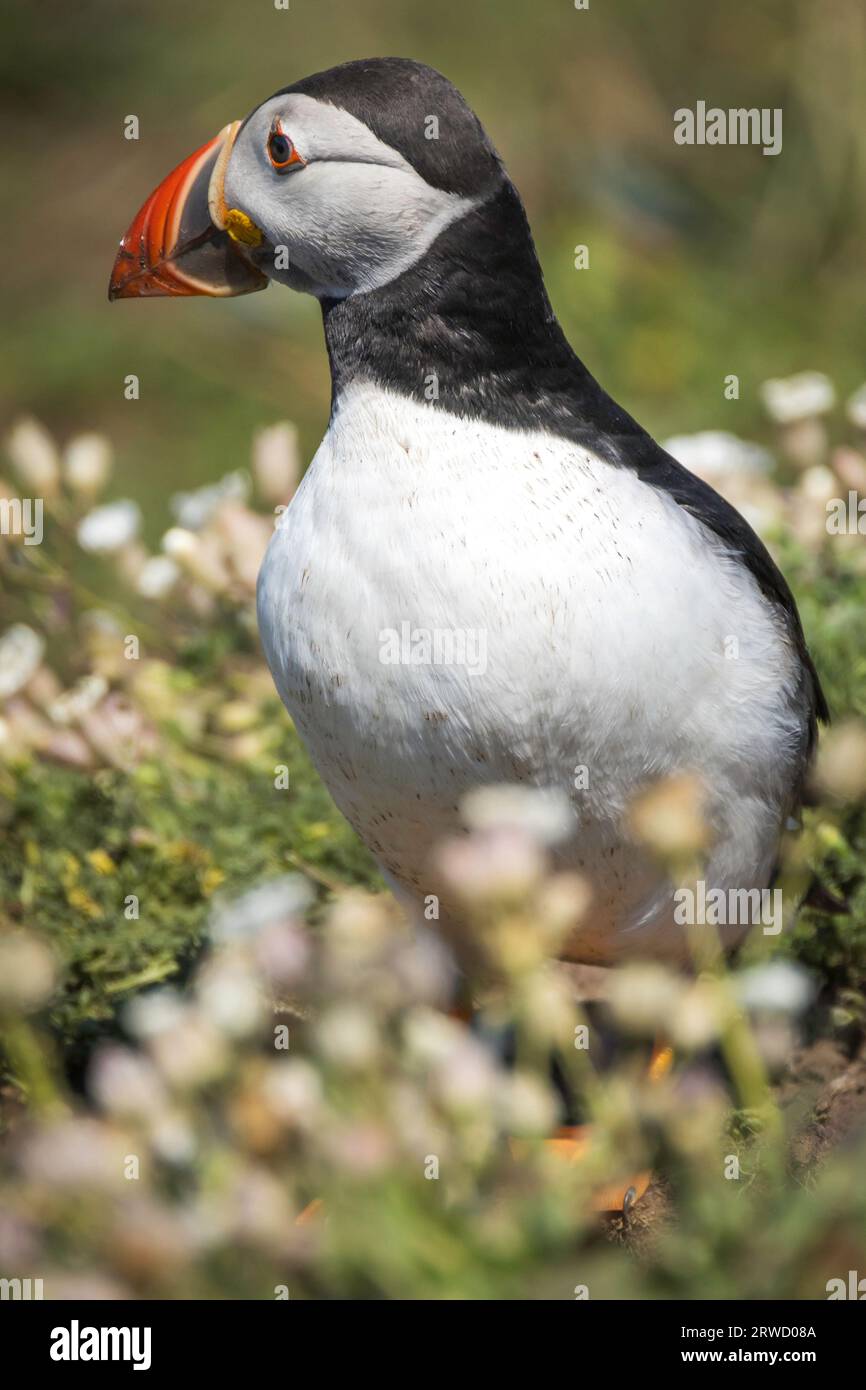 Puffin breeding colony hi-res stock photography and images - Alamy
