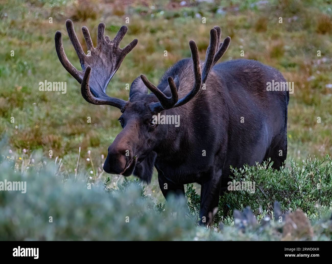A moose feeding in the willows is keeping a close lookout, Medicine Bow ...