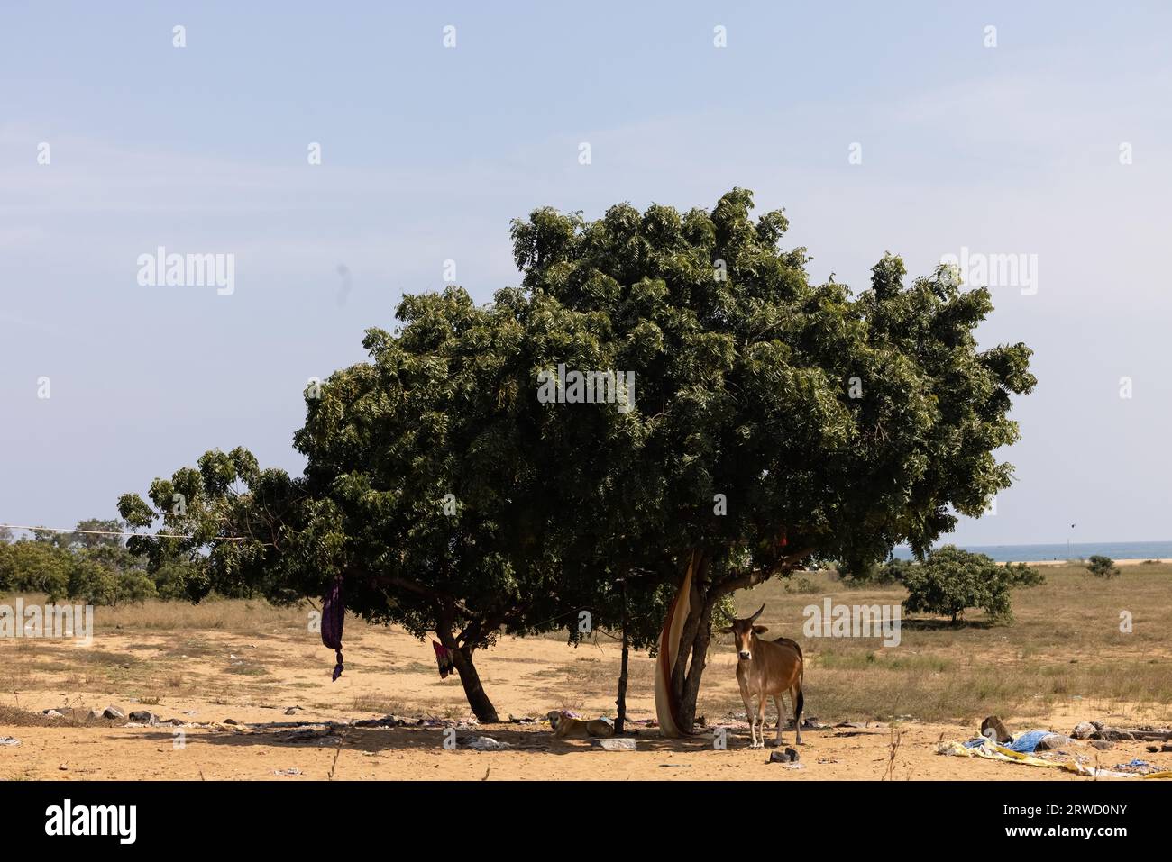 A dog and a donkey stand under a big tree in India Stock Photo - Alamy