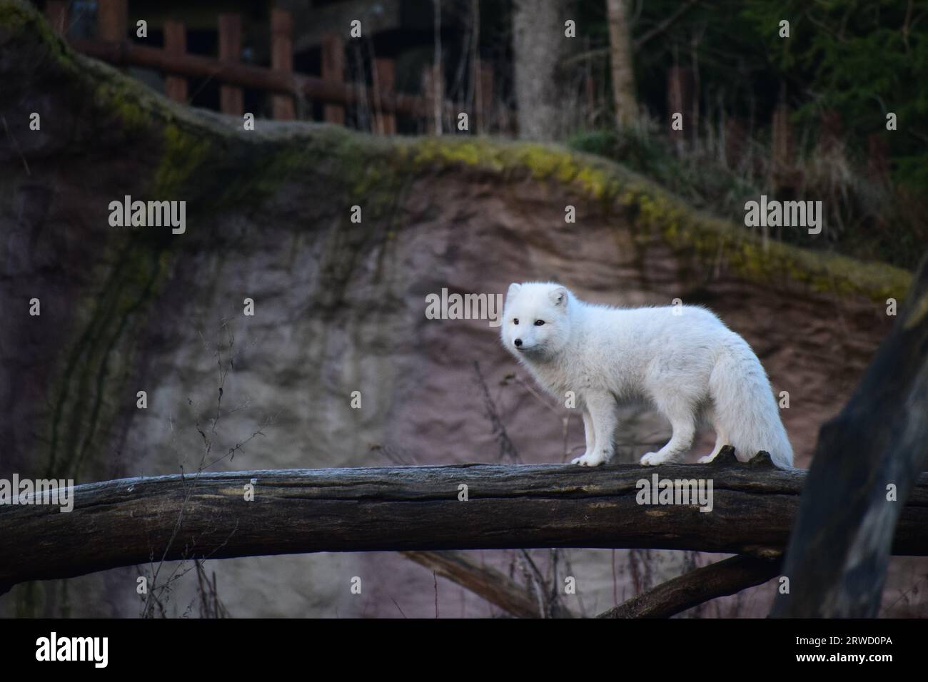 White fox on a tree Stock Photo - Alamy