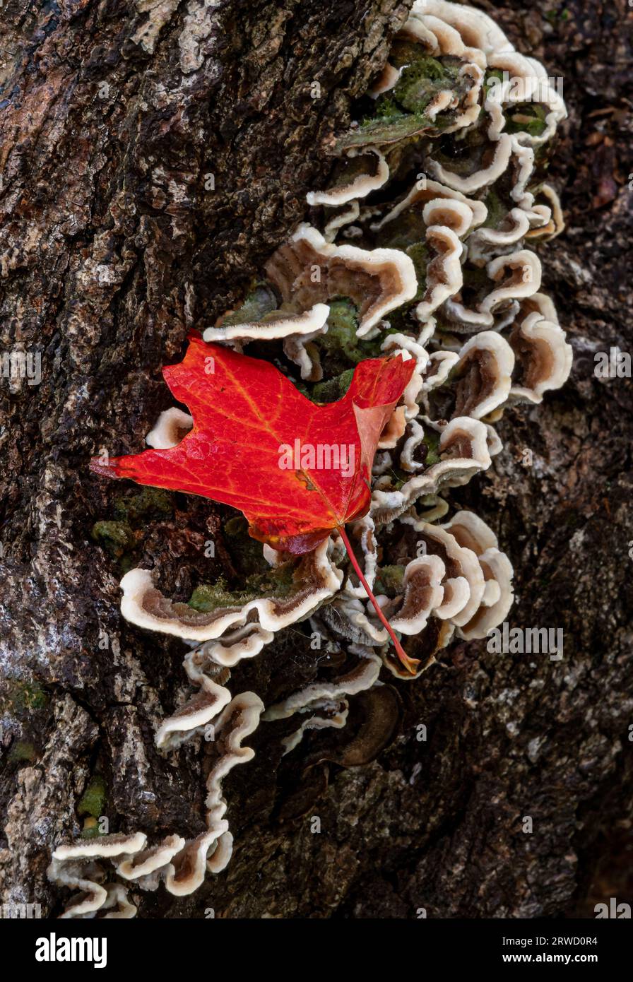 Tree fungi on maple tree hi-res stock photography and images - Alamy