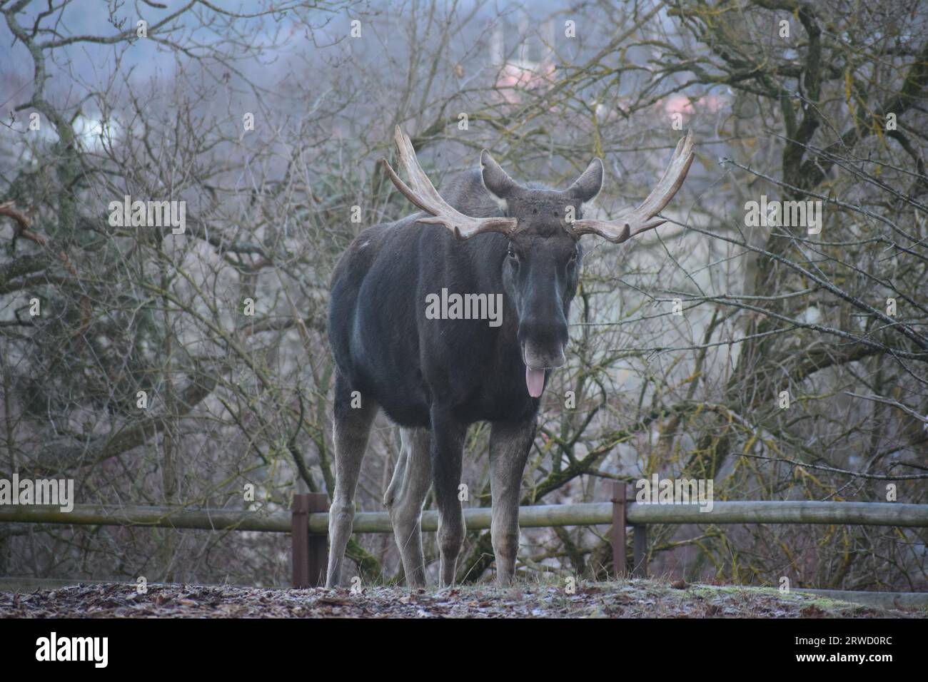 Moose with tongue hanging out Stock Photo - Alamy